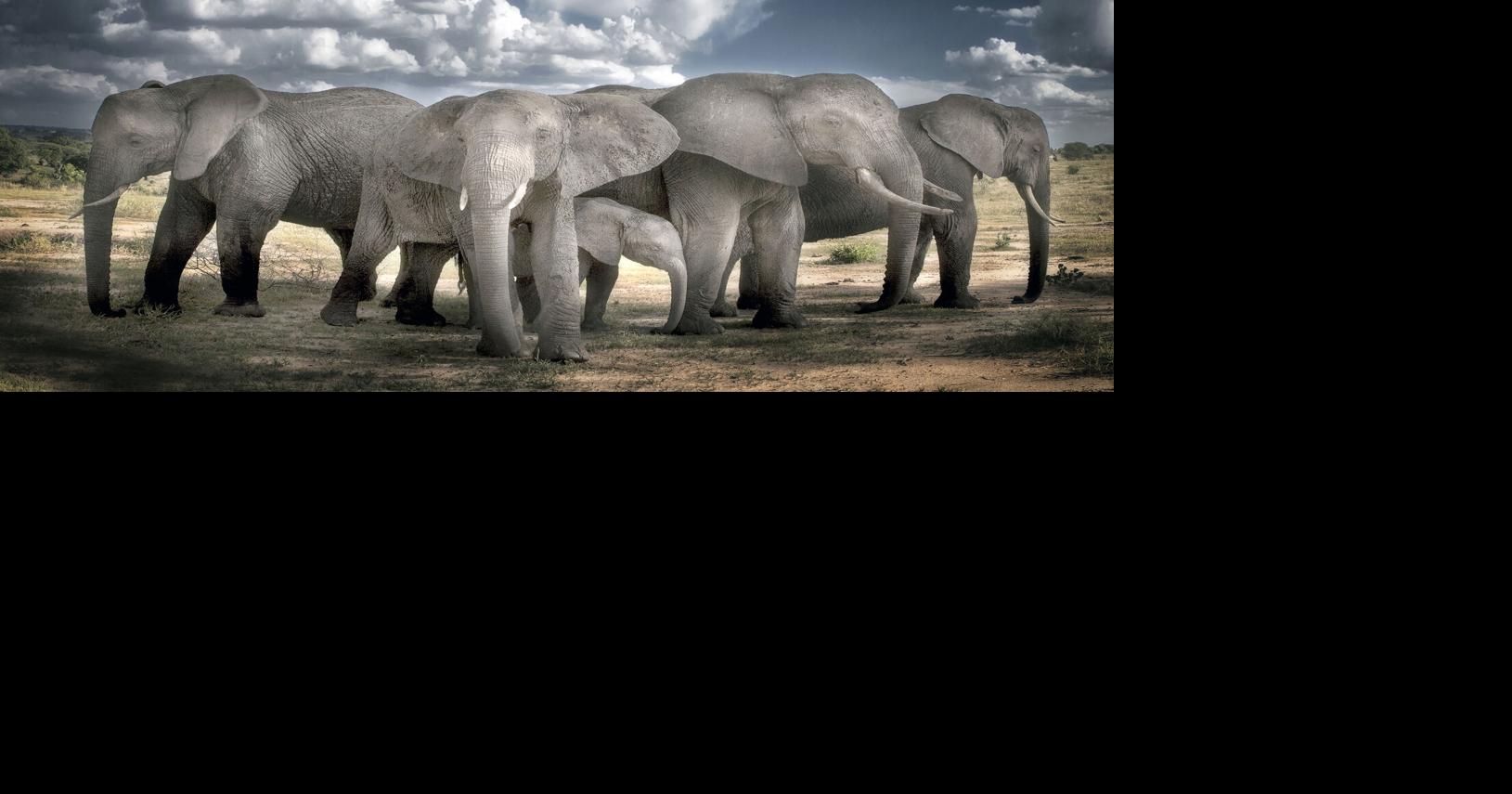 Fur-ever wild, picturing a better world | Community | thecommunityvoice.com