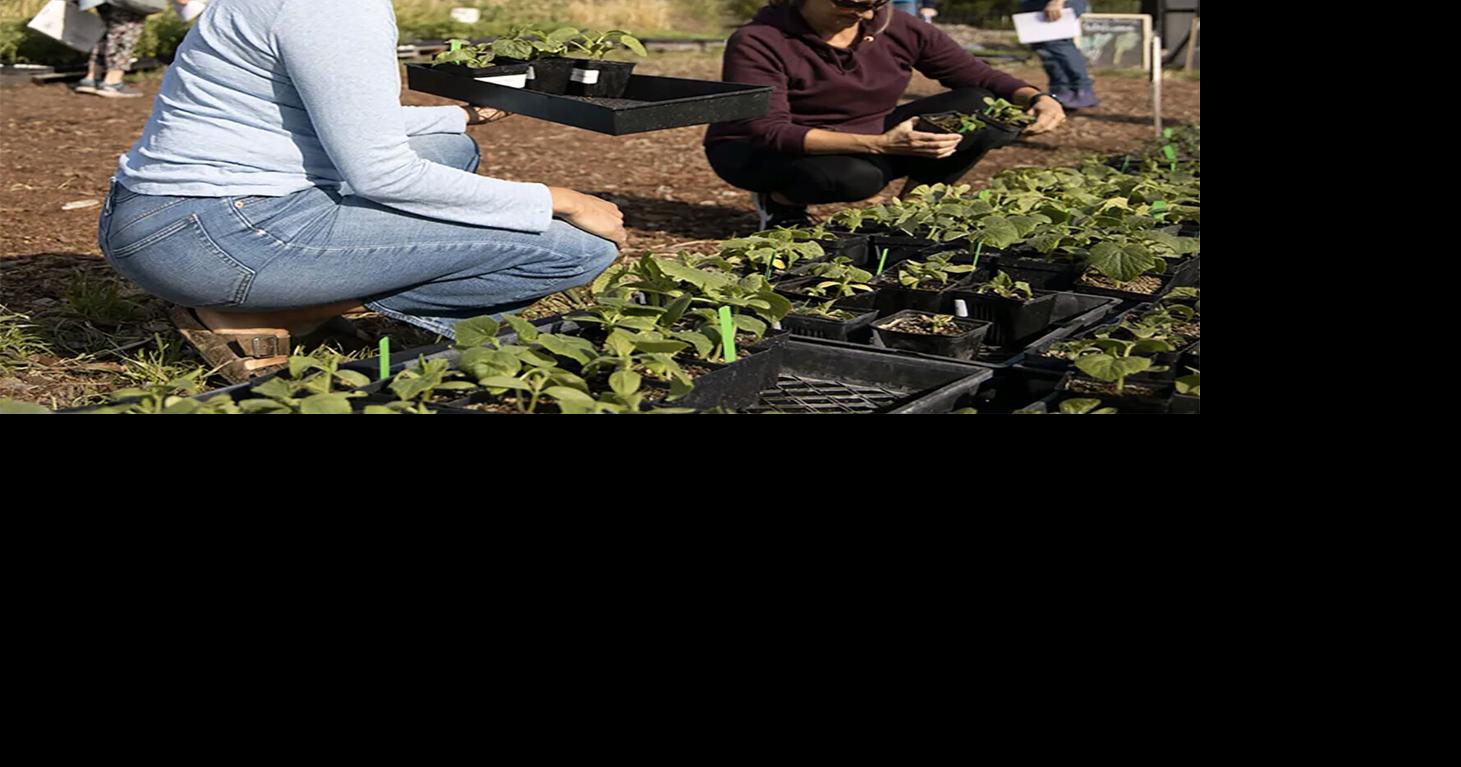 Petaluma Bounty’s annual plant sale | Community | thecommunityvoice.com
