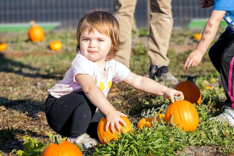 Fall Festival at the Veronda-Falletti Ranch | Community ...