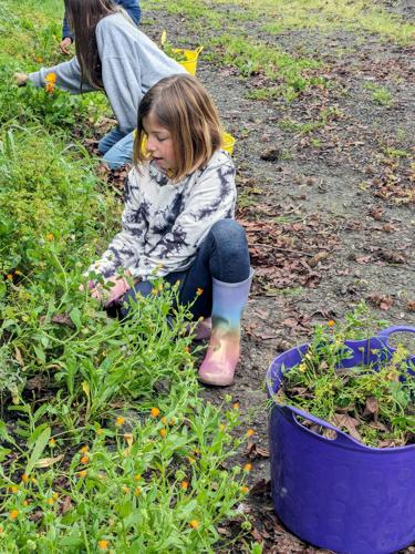 Wildlife habitat created at elementary school | Community ...