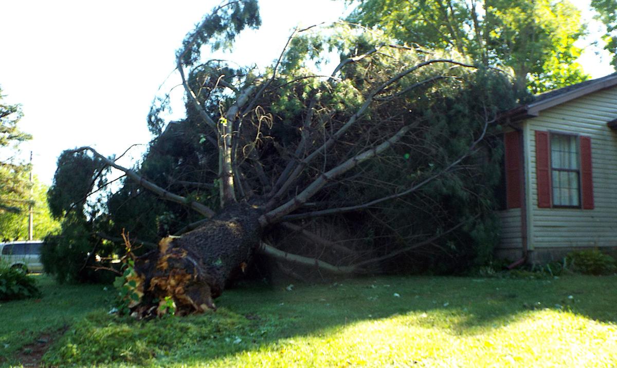 'It was like a bomb going off!'; Pop-up storm downs dozens of trees ...