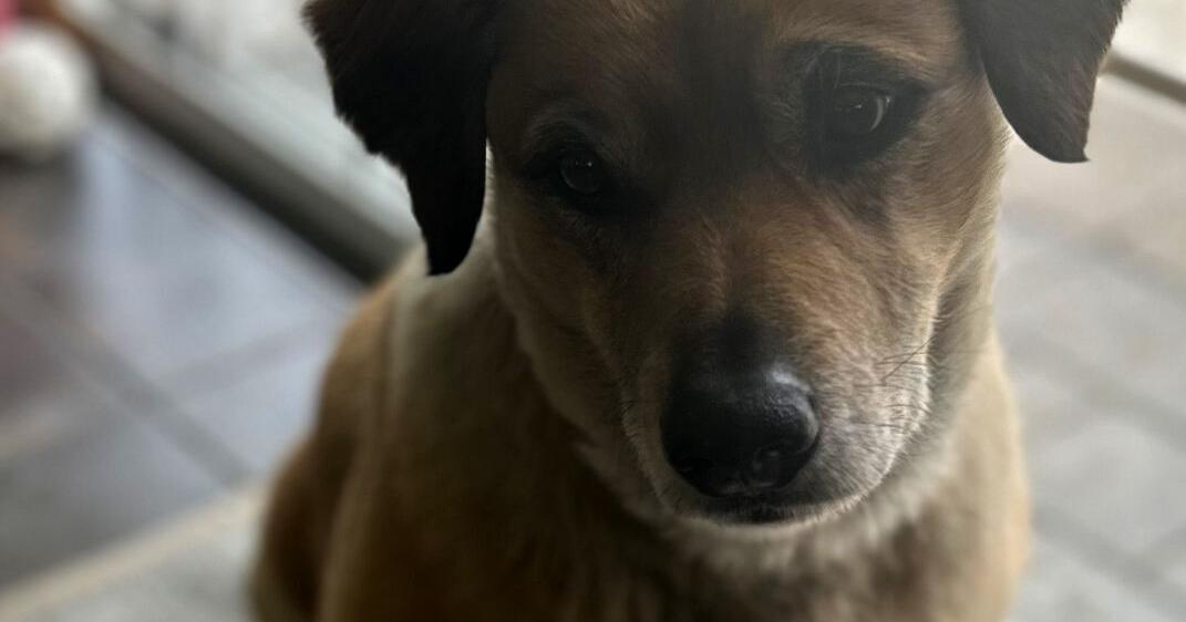Loretta's Favorite Dog Treats | Opinion | thecouriertimes.com