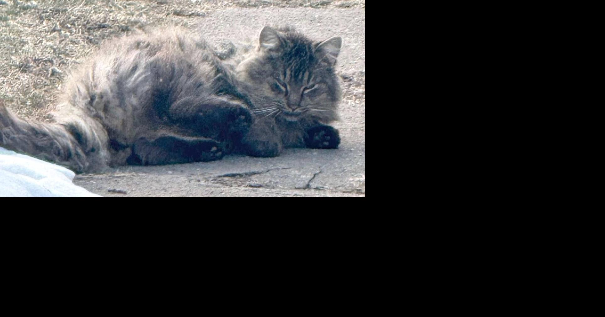 Operation CatSnip | News | thecouriertimes.com