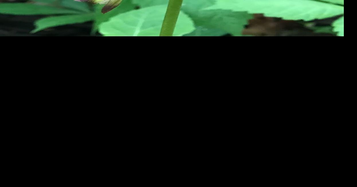 Indiana has more orchids than Hawaii | News | thecouriertimes.com