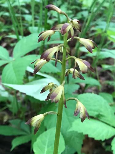 Indiana has more orchids than Hawaii | News | thecouriertimes.com