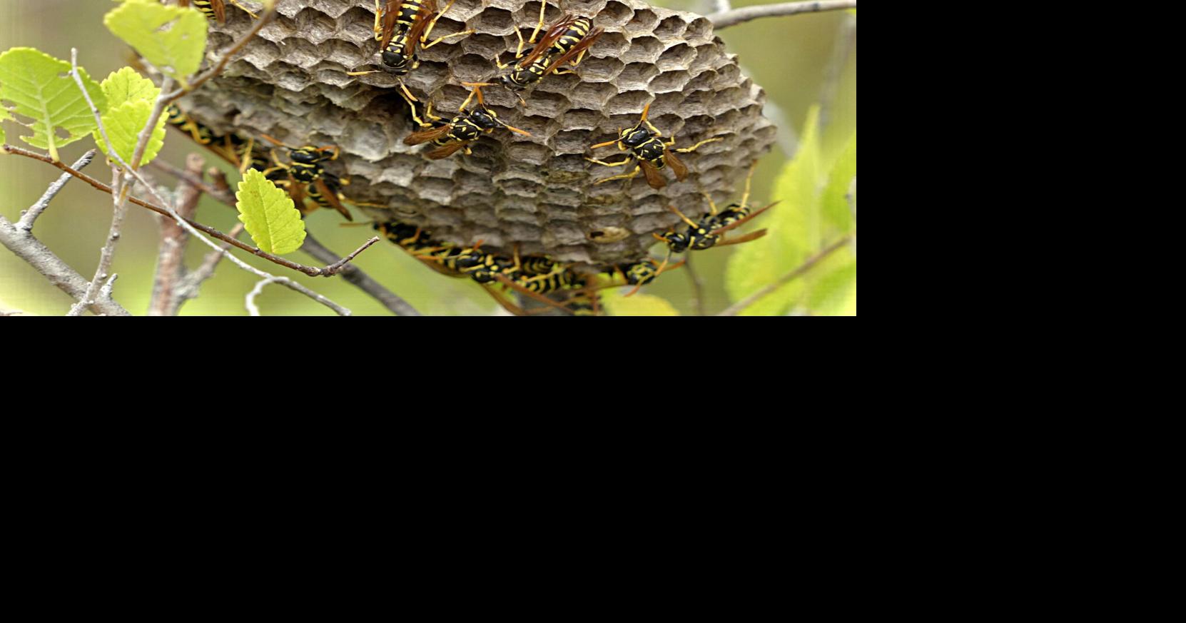 Wasps: pest eaters and picnic crashers | Opinion | thecouriertimes.com