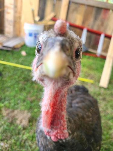 Pet turkeys live at Big Momma's Pig House | News | thecouriertimes.com