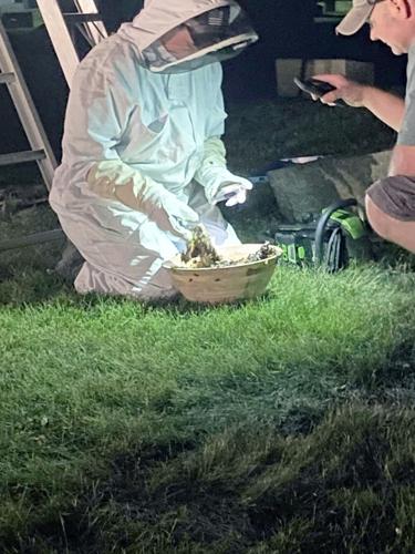 Save Batson Church Group encounters a Bee-autiful twist | News ...