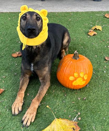 HAPPY PAW-LOWEEN | News | thecouriertimes.com