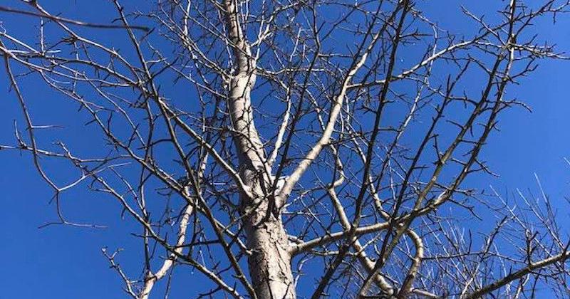 Cut down an invasive pear tree, receive a free redbud | News ...