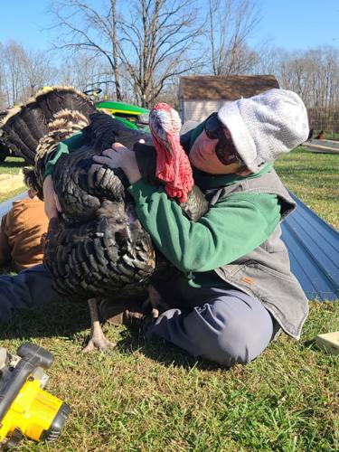 Pet turkeys live at Big Momma's Pig House | News | thecouriertimes.com