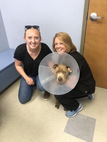 Mango's Miracles | | thecouriertimes.com