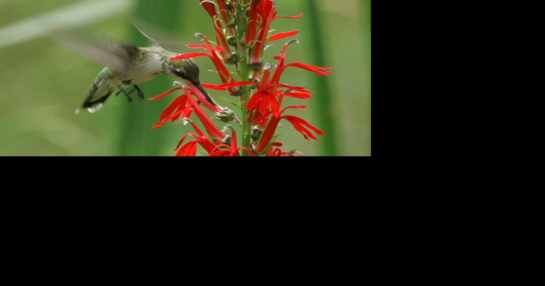 Plants and pollinators have a special relationship | News ...