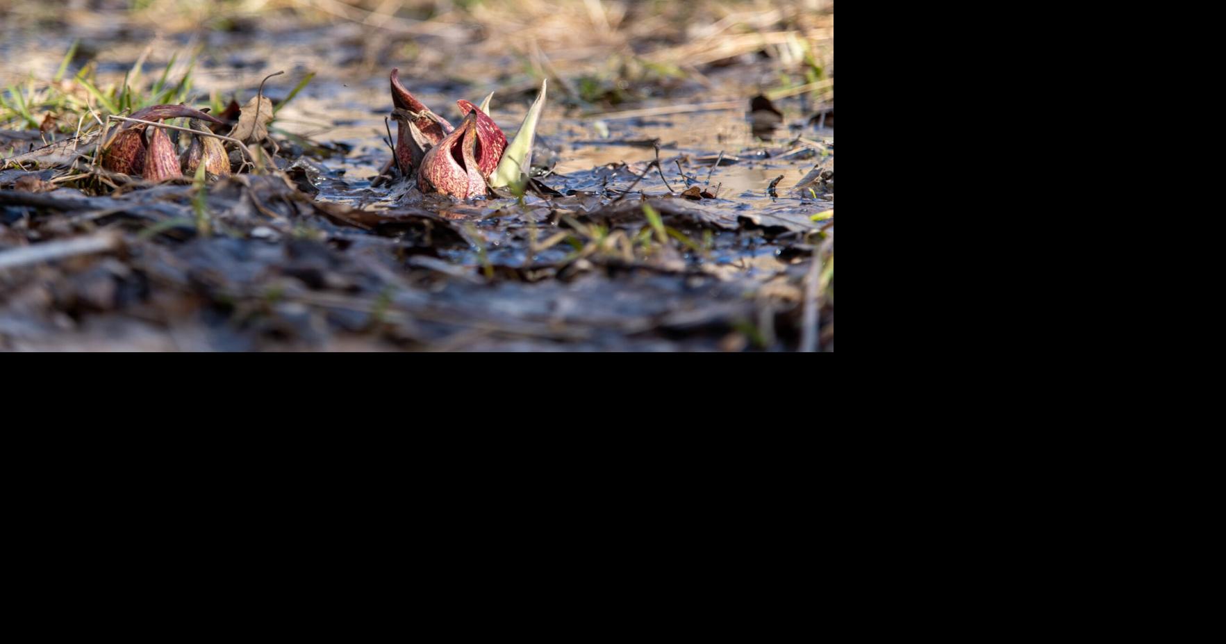 A (Stinky) Sign of Spring | News | thecouriertimes.com