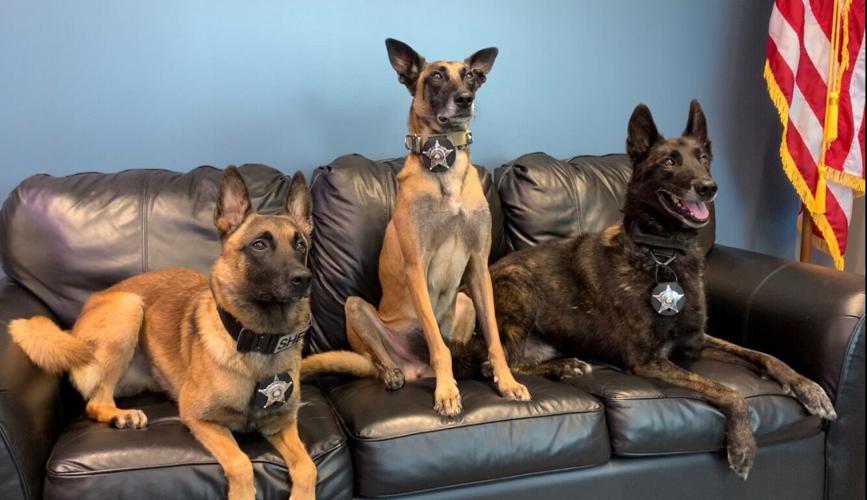Sheriff's office welcomes fourth K9 | News | thecouriertimes.com