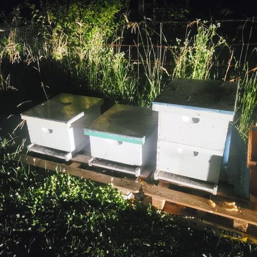 Save Batson Church Group encounters a Bee-autiful twist | News ...