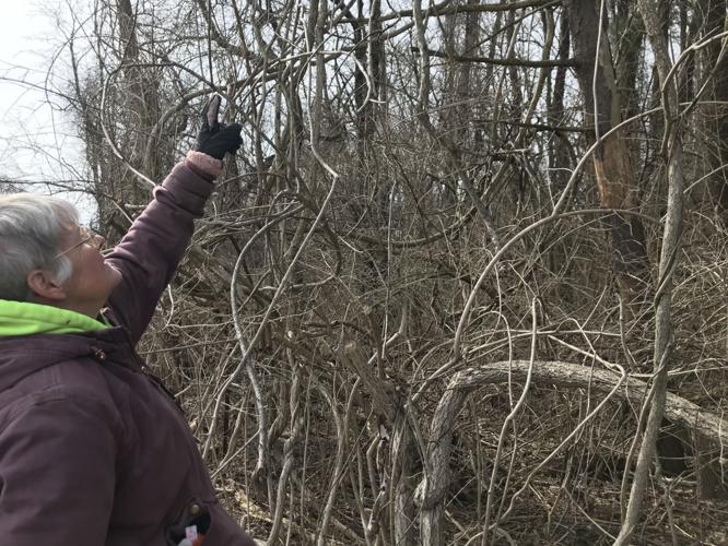 Westwood Weed Wrangle is Saturday | News | thecouriertimes.com