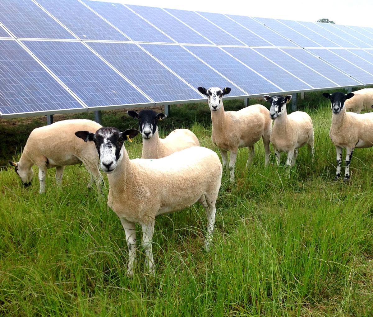 Planned solar farm looks to partnership with nature; Pollinators and ...