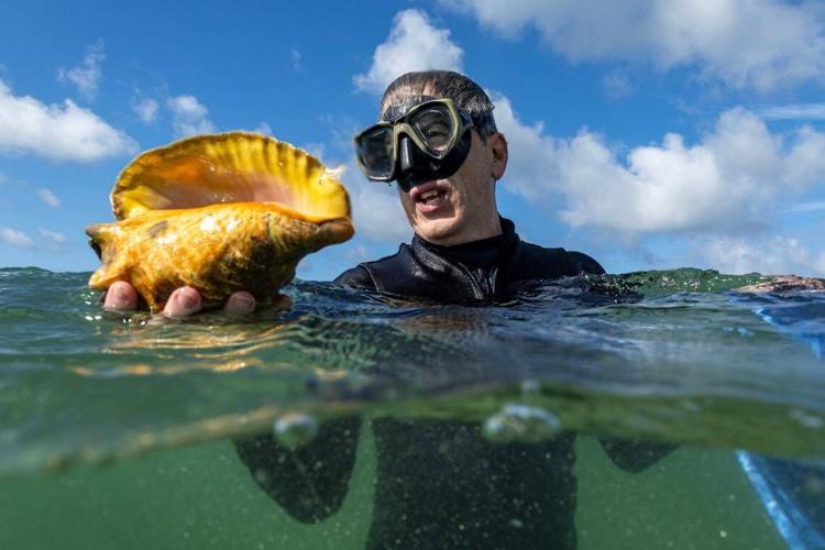 Florida conchs are in hot water. Can moving them deeper revive a ...