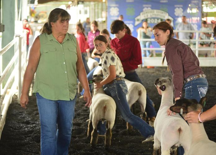 4-H’ers go on the ‘lamb’ at Genesee County Fair | News ...