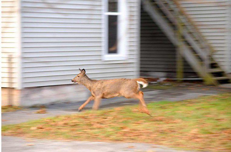 Deer smashes through bedroom window of Le Roy apartment house | News ...