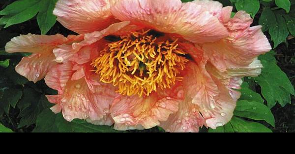 A legacy of color: Linwood Gardens celebrates tree peony collection ...