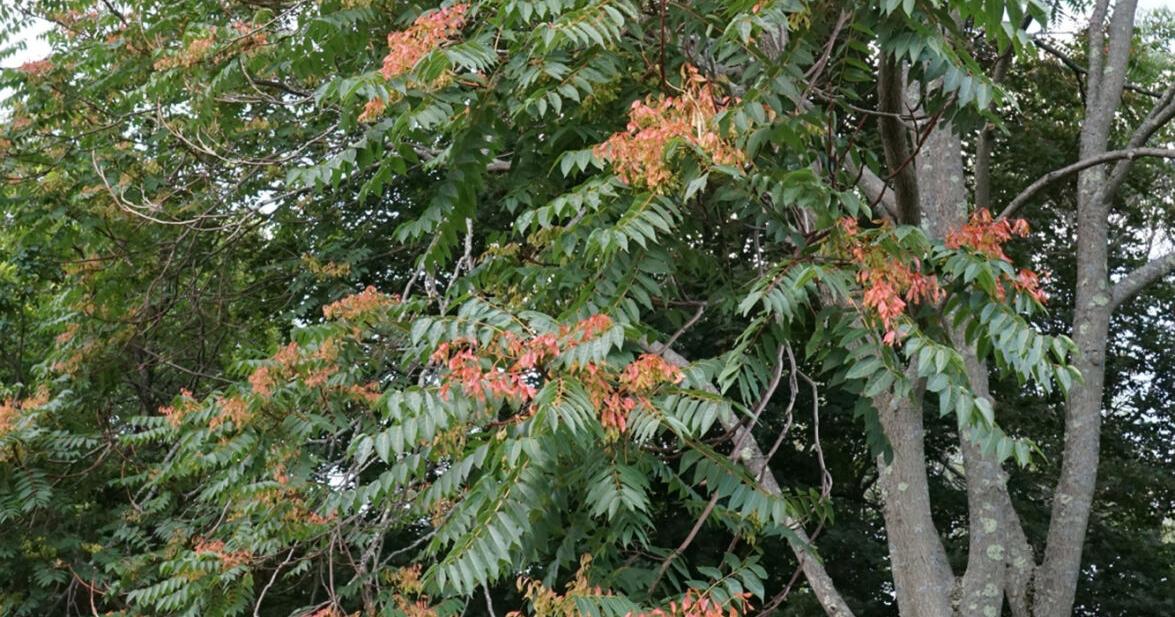 Master Gardener: The ‘Tree of Heaven’ is an invasive pest | Lifestyles ...