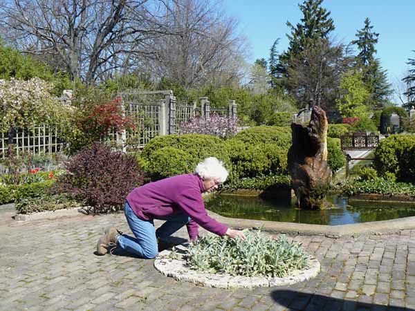 A legacy of color: Linwood Gardens celebrates tree peony collection ...