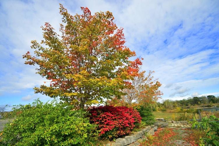 Colors abounding again as weekend approaches | News ...