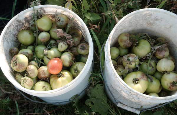 Late blight hits tomatoes at 'God's Little Acre' | News ...