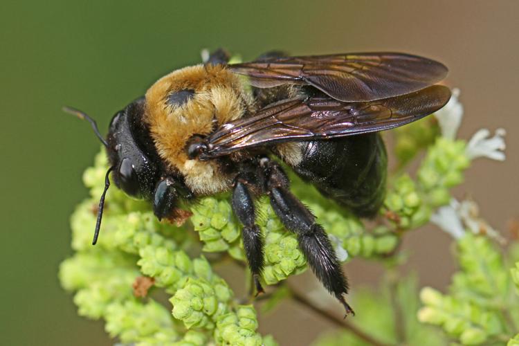 carpenter bees pollinators
