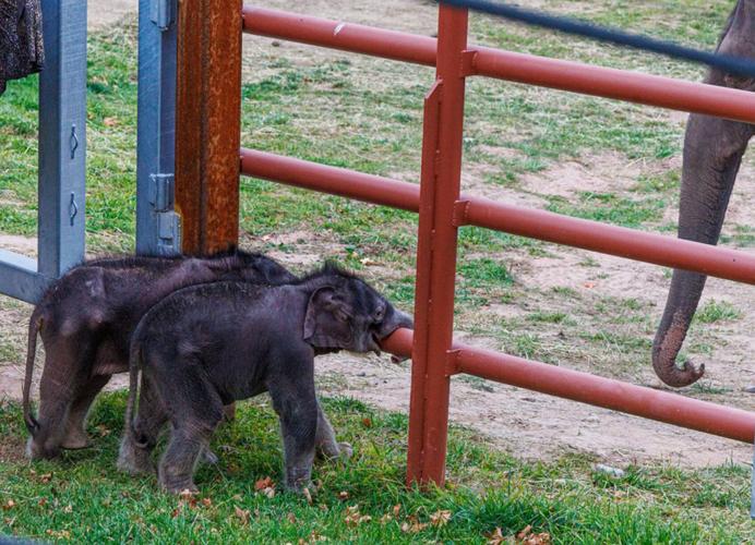 Extremely rare twin elephants born at Syracuse zoo | Lifestyles ...