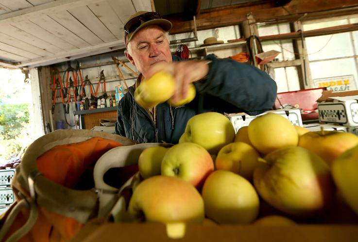 A California dry farmer’s juicy apples show how agriculture can be done ...