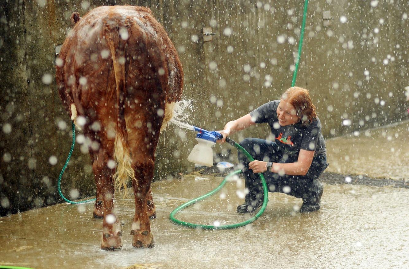 Cow wash in a downpour: 4-H’er stays on the job at Wyoming County Fair ...