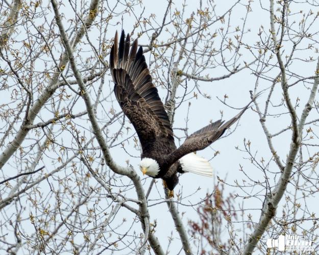 Caledonia photographer says watching eagles grow has been ‘so cool to ...