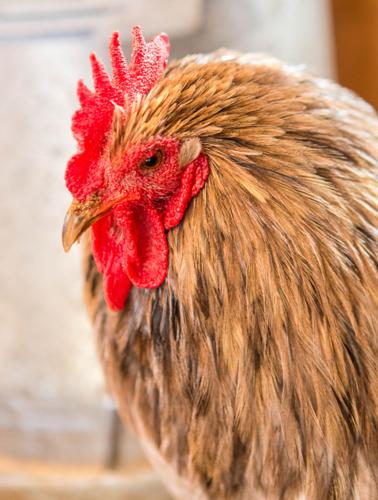 Ghost Tales: The chicken of terror | Lifestyles | thedailynewsonline.com