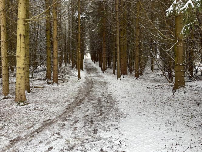 FIrst-Day Hike at Genesee County Park & Forest | News ...