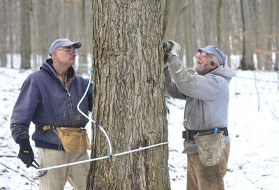 Master Gardener: Maple offers value beyond syrup | Lifestyles ...