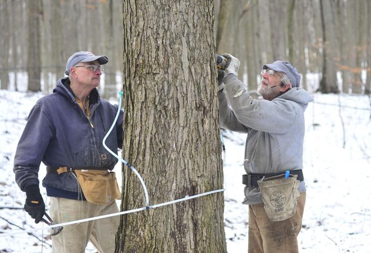 Early season: Maple producers tapping trees as sap beings flowing ...