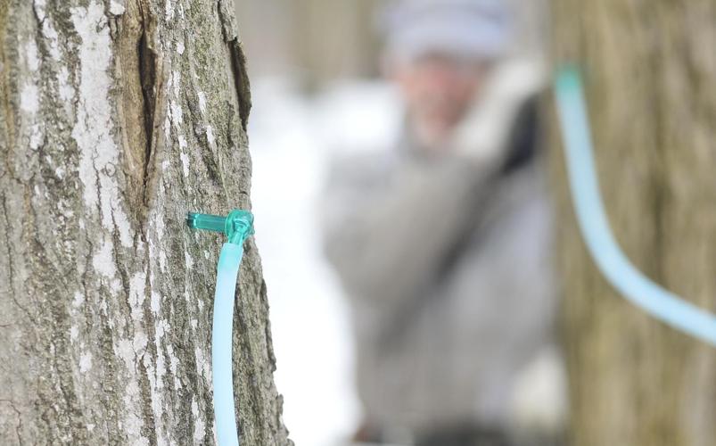 Early season: Maple producers tapping trees as sap beings flowing ...