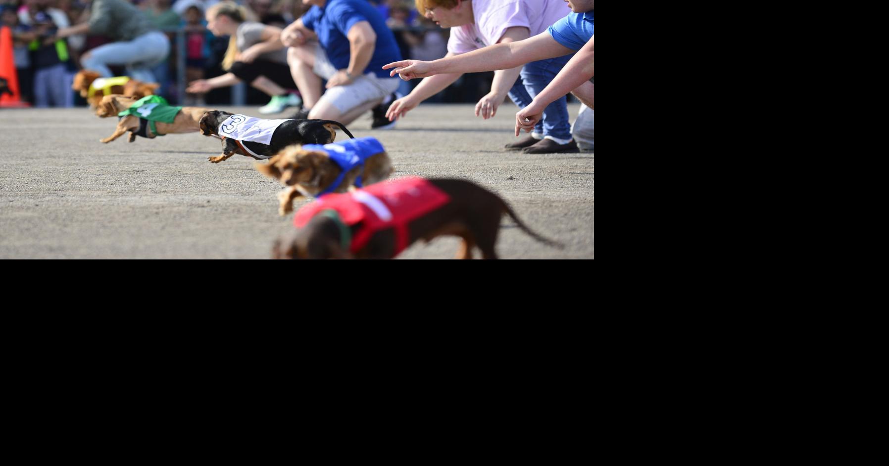 Wiener dog races set for Sunday at Batavia Downs | Lifestyles ...
