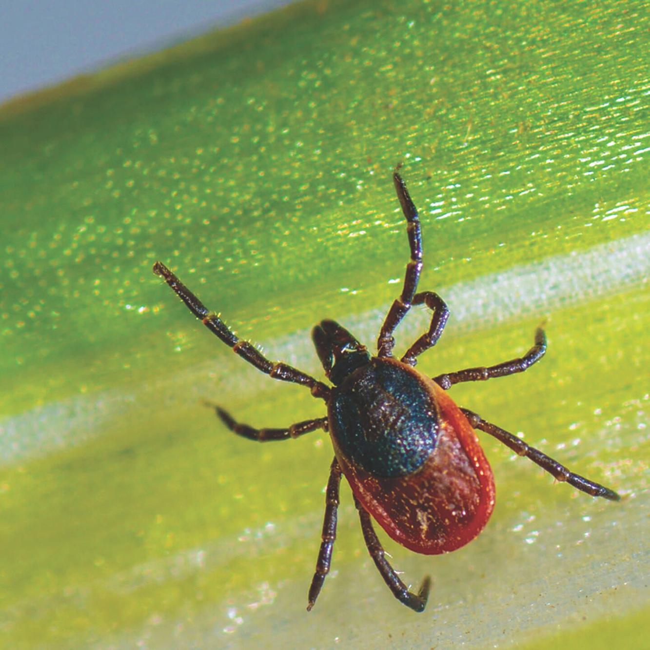 Master Gardener: May is Lyme Disease Awareness Month | Lifestyles ...