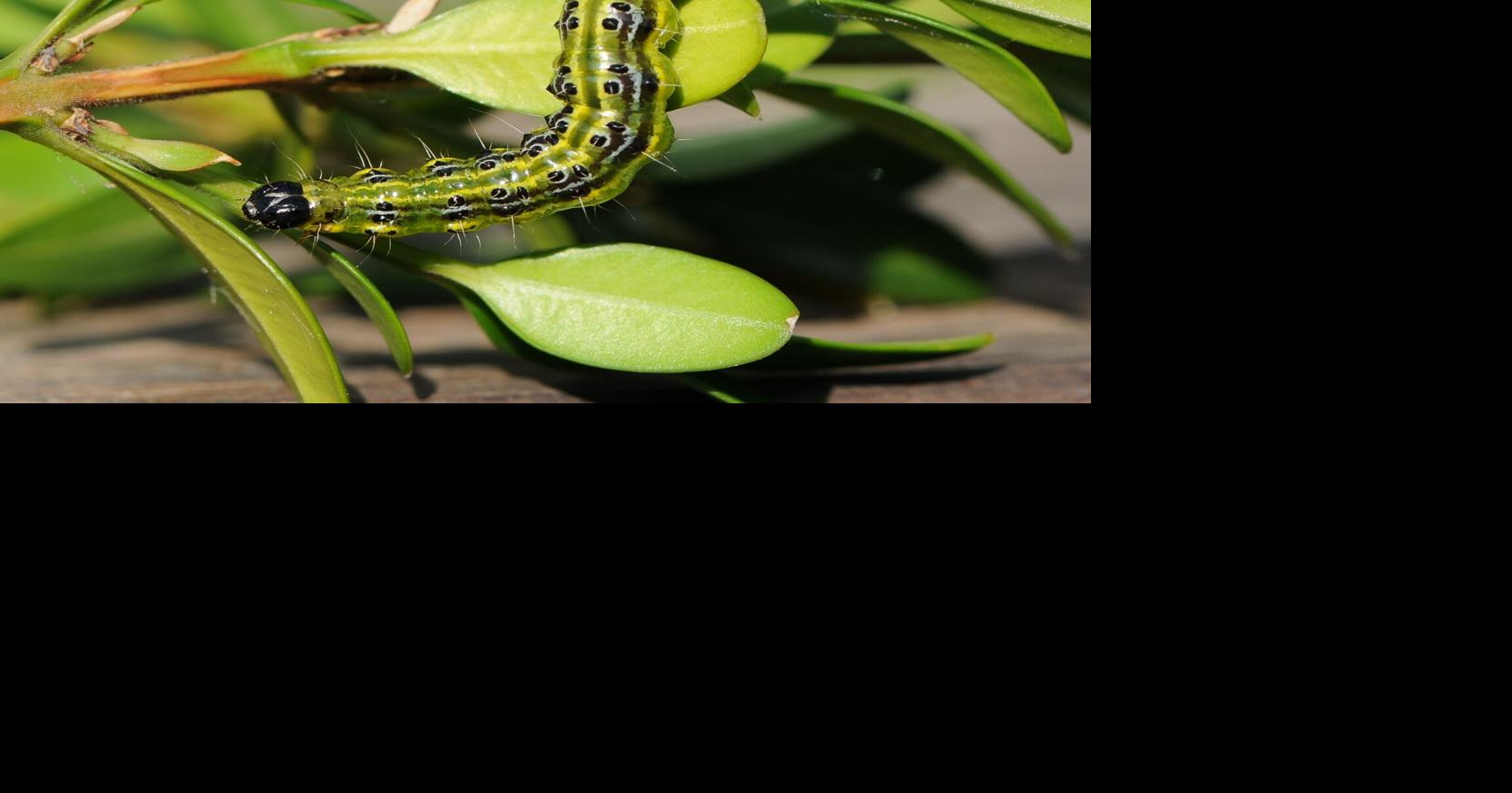 Master Gardener: Report invasive box tree moth sightings | Lifestyles ...