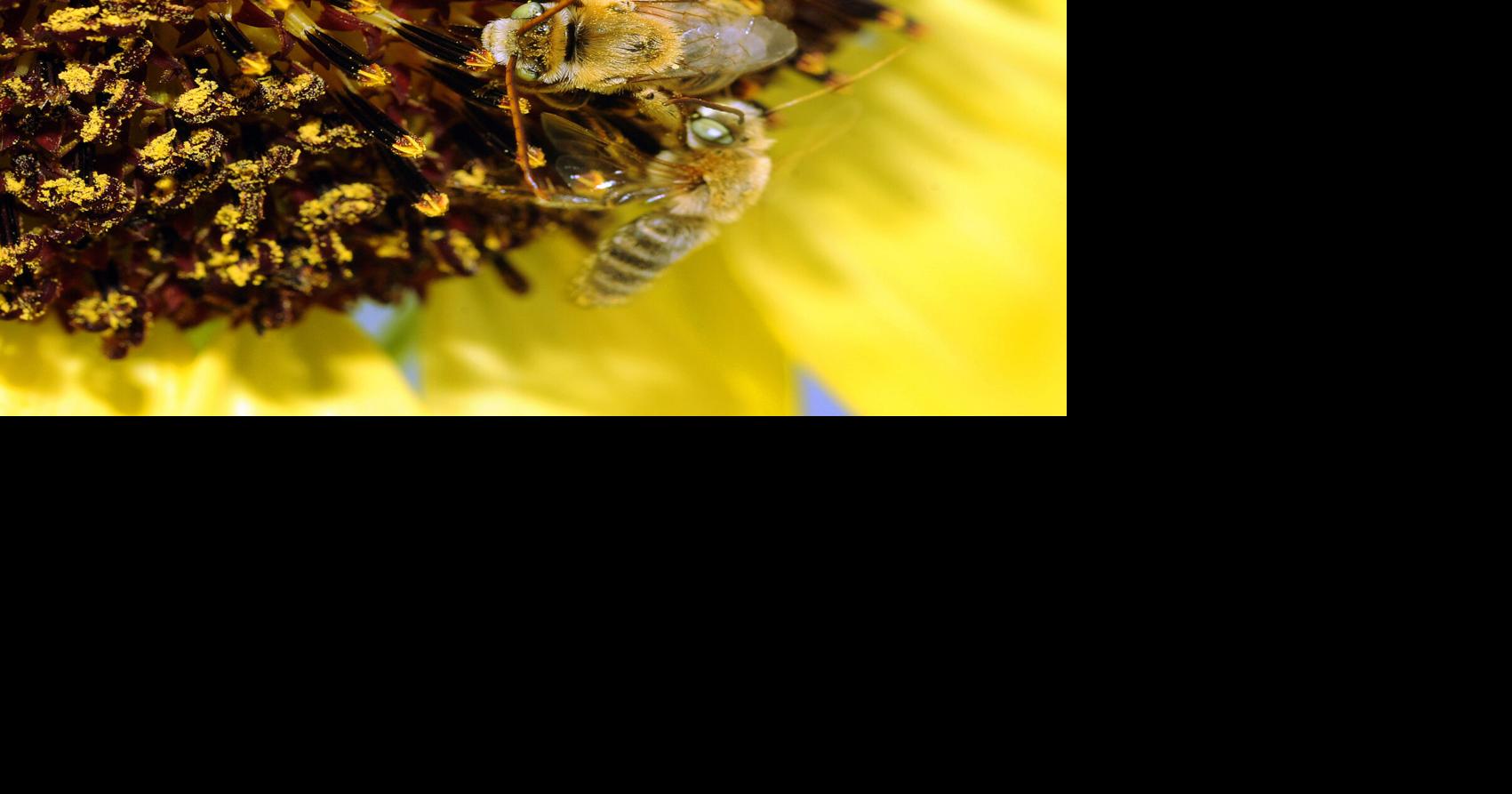 New York State releases bee statistics for Pollinator Week | Lifestyles ...