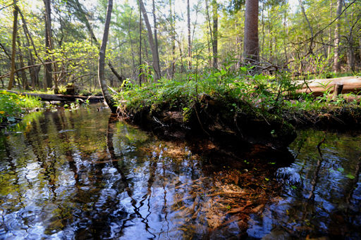 Society marking 75 years as caretaker of Bergen Swamp | Lifestyles ...