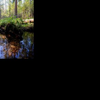 Society marking 75 years as caretaker of Bergen Swamp | Lifestyles ...
