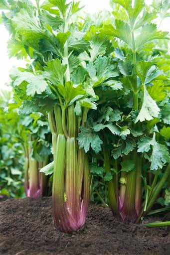 Food and Farm Red Celery | Lifestyles | thedailynewsonline.com