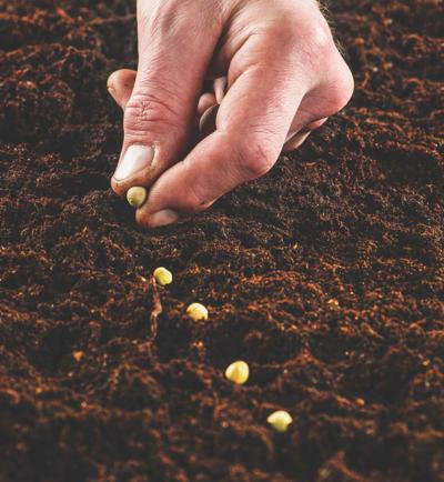 Master Gardener: Decoding seed packets | Lifestyles ...