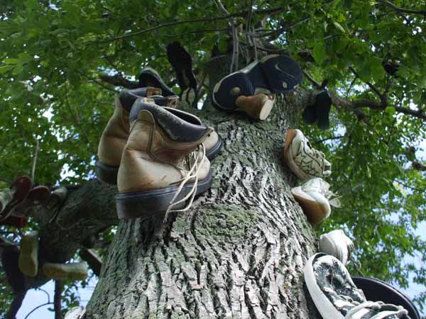 'Shoe Tree' home to many lost soles | News | thedailynewsonline.com