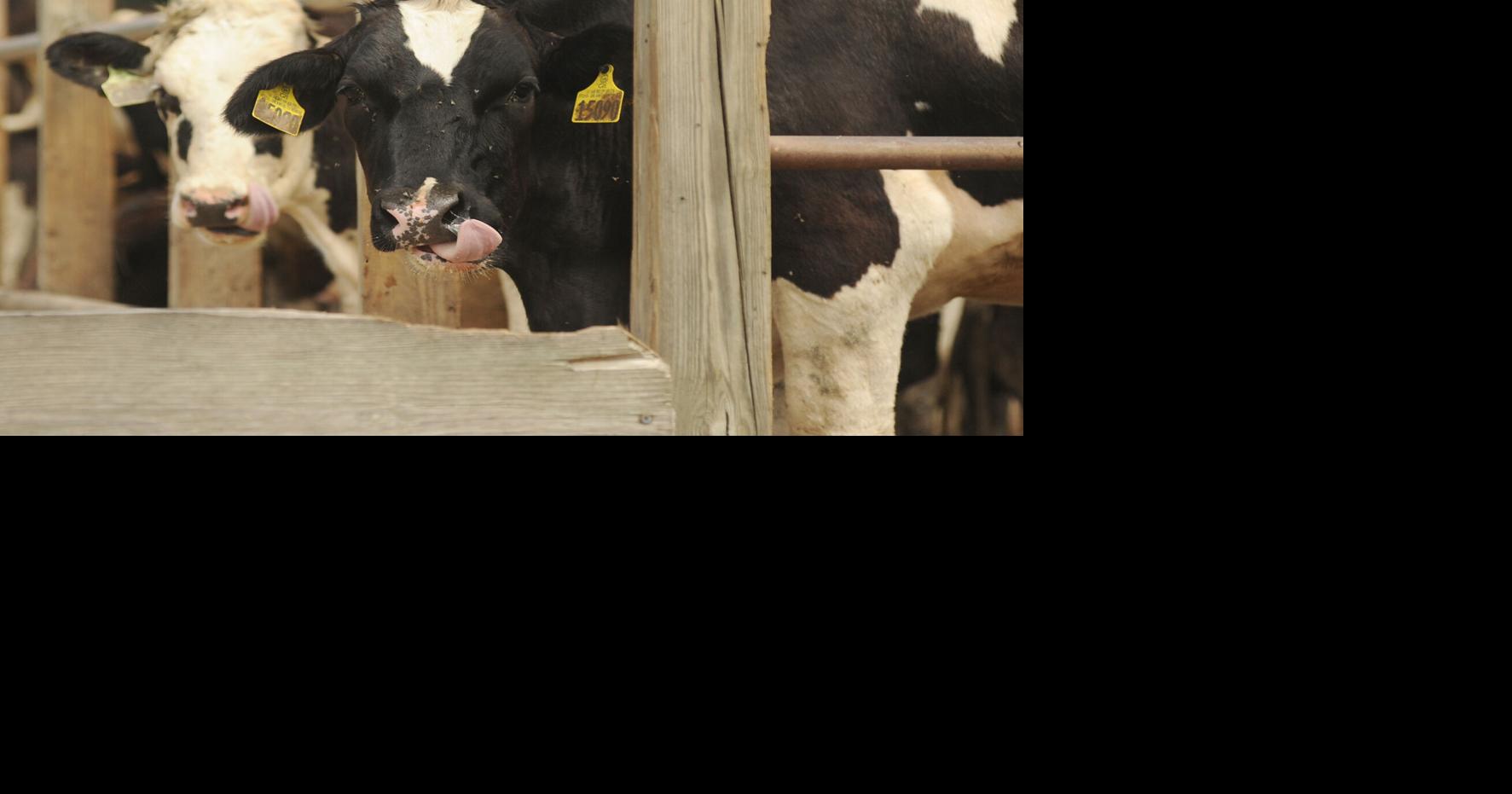 State dairy checkoff advisory board seeks nominations | News ...